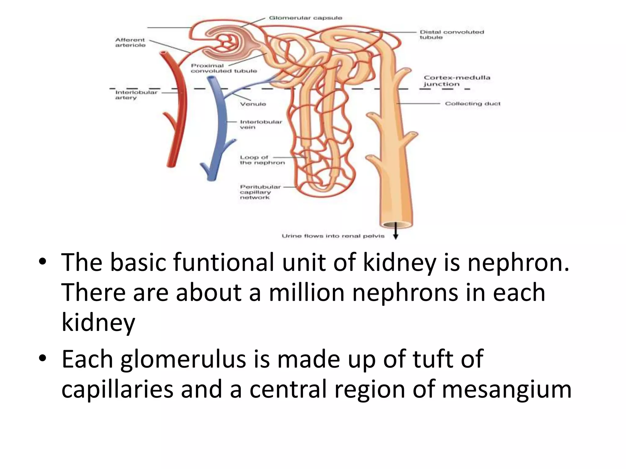 introduction to renal system.pptx
