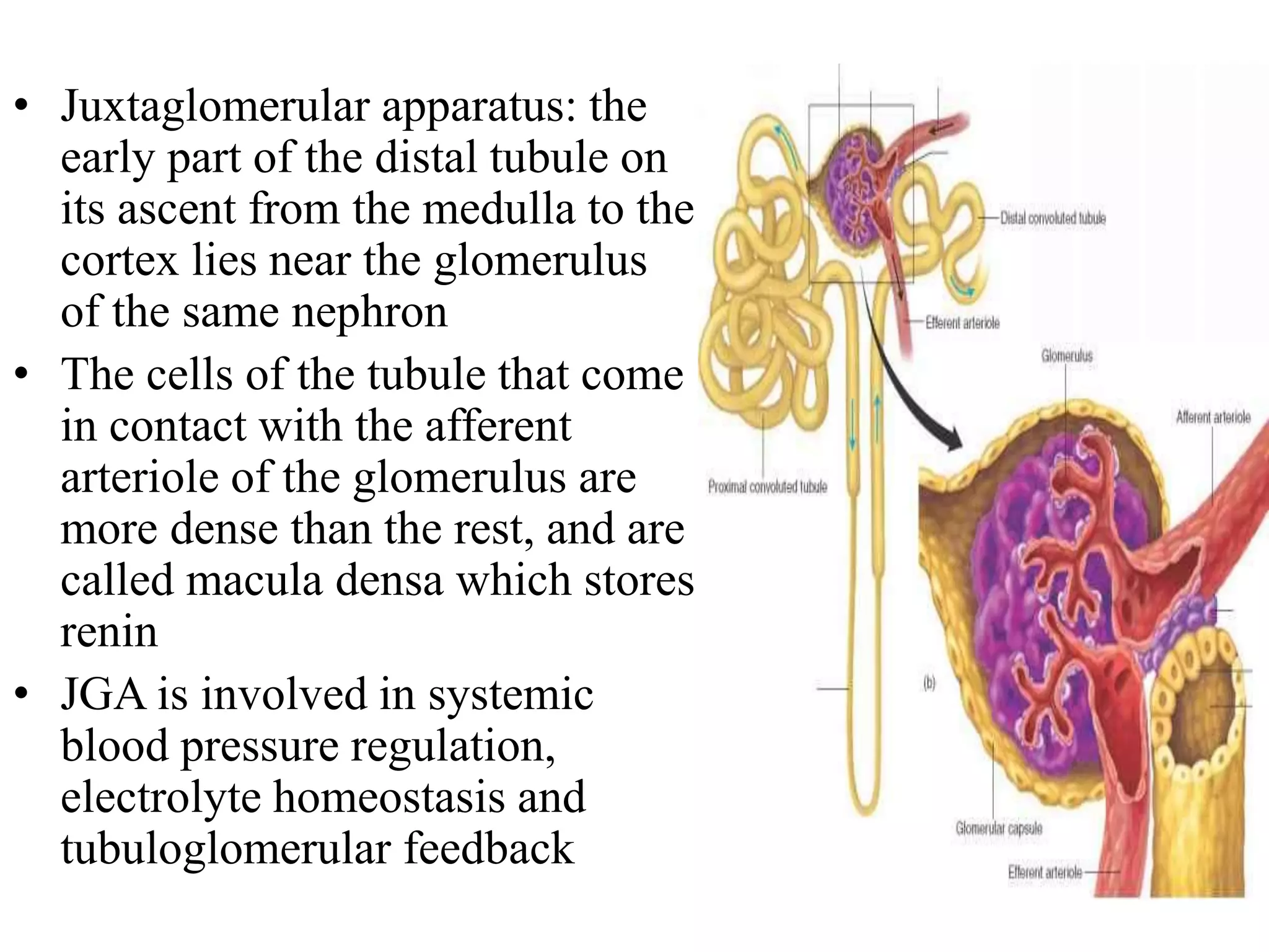 introduction to renal system.pptx
