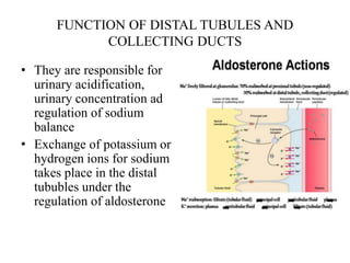 introduction to renal system.pptx | Chemistry | Science