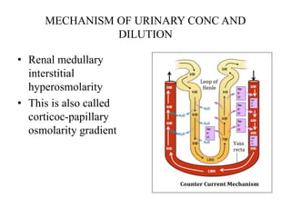 introduction to renal system.pptx