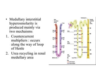 introduction to renal system.pptx | Chemistry | Science