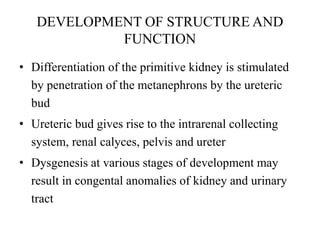 introduction to renal system.pptx | Chemistry | Science