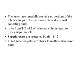 introduction to renal system.pptx