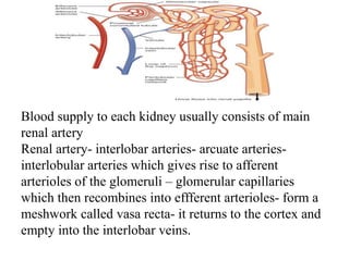 introduction to renal system.pptx