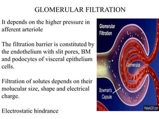 introduction to renal system.pptx | Chemistry | Science