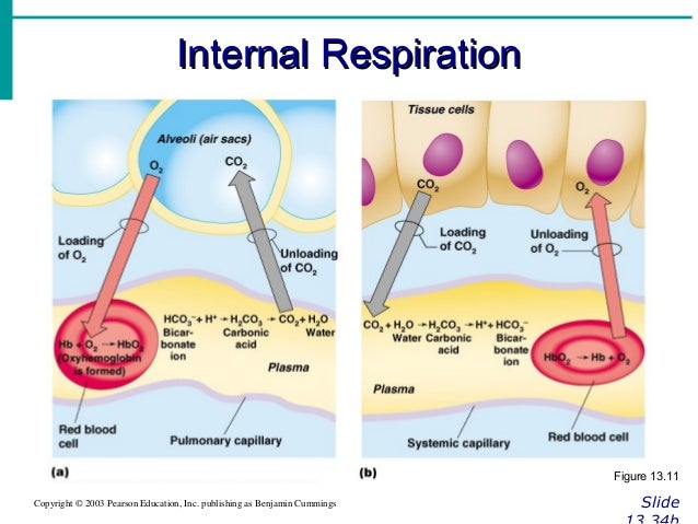 Introduction to respiratory system