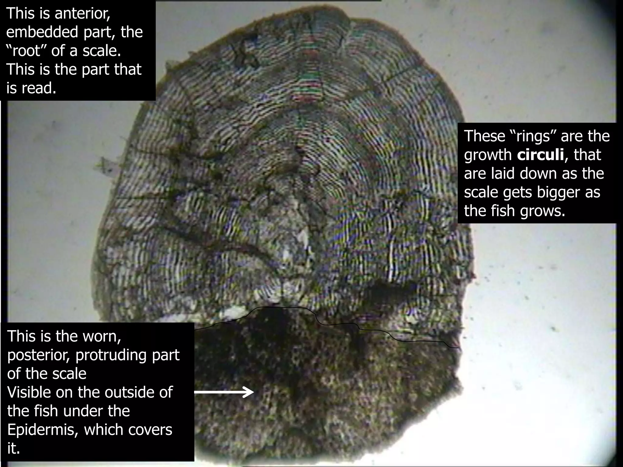 SFCC Introduction to salmon scale reading; Terminology and Common Scale ...