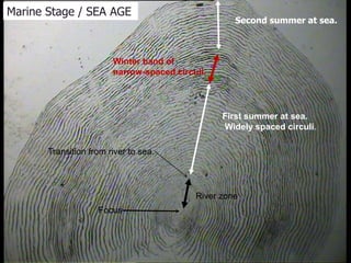 SFCC Introduction to salmon scale reading; Terminology and Common Scale ...