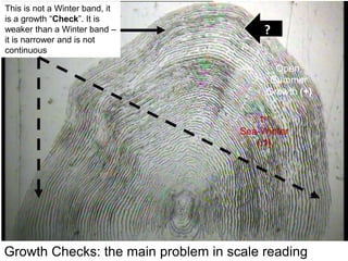 SFCC Introduction to salmon scale reading; Terminology and Common Scale Patterns | PPTX