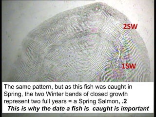 SFCC Introduction to salmon scale reading; Terminology and Common Scale ...