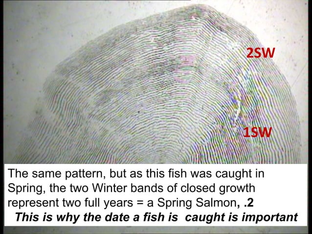 SFCC Introduction to salmon scale reading; Terminology and Common Scale ...