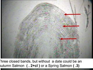 SFCC Introduction to salmon scale reading; Terminology and Common Scale ...