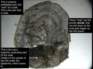 SFCC Introduction to salmon scale reading; Terminology and Common Scale ...