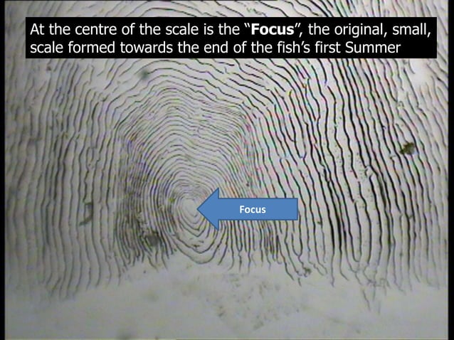 SFCC Introduction to salmon scale reading; Terminology and Common Scale ...