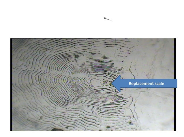 SFCC Introduction to salmon scale reading; Terminology and Common Scale ...