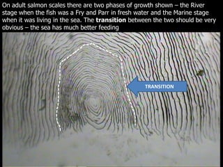 SFCC Introduction to salmon scale reading; Terminology and Common Scale ...