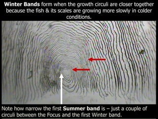 SFCC Introduction to salmon scale reading; Terminology and Common Scale ...