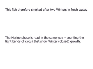 SFCC Introduction to salmon scale reading; Terminology and Common Scale ...