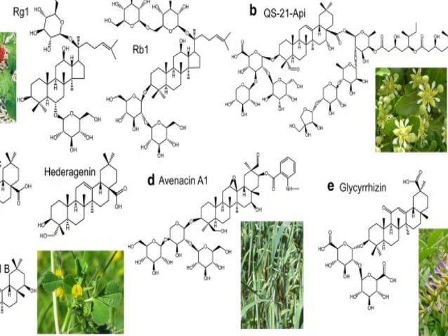 INTRODUCTION and identification SAPONIN.pptx