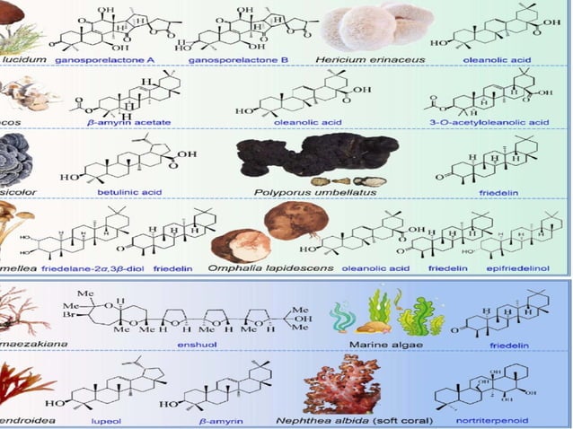 INTRODUCTION and identification SAPONIN.pptx