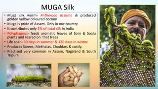 Introduction to sericulture | PPTX
