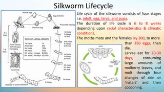 Introduction to sericulture | PPTX