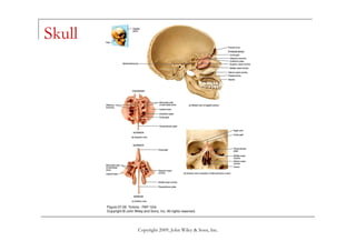 Introduction to skeletal system. | PPT