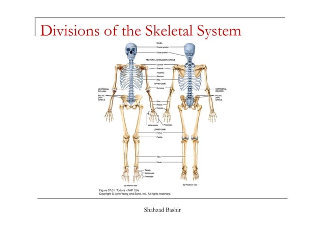 Introduction to skeletal system.
