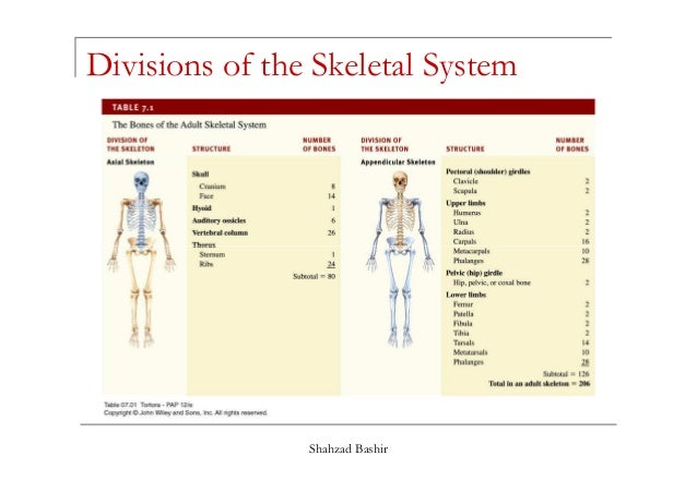 Introduction to skeletal system.