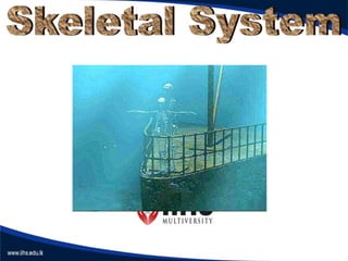 Introduction to Skeletal System anatomy | PPT