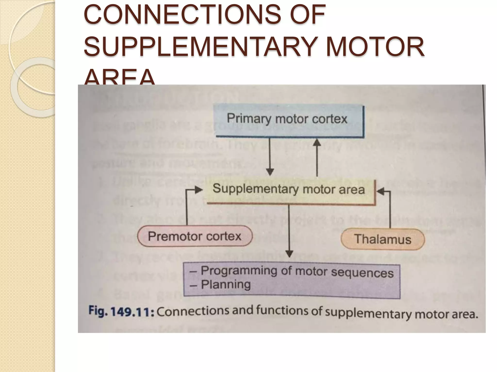 Introduction to somatic motor system and motor areas.pptx