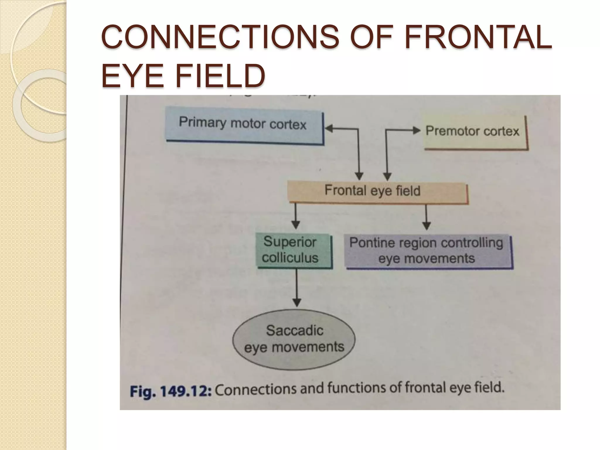 Introduction to somatic motor system and motor areas.pptx