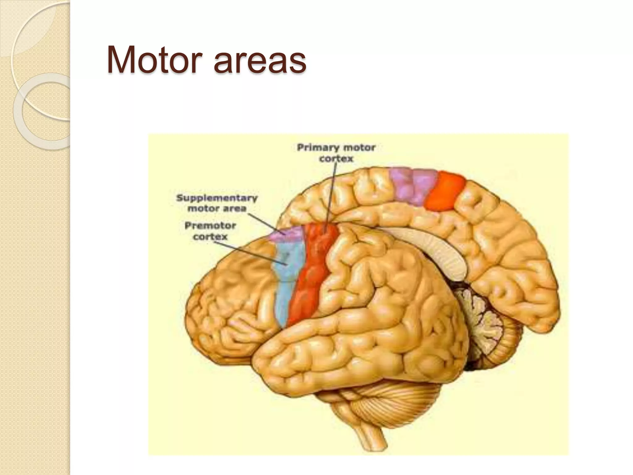 Introduction to somatic motor system and motor areas.pptx | Brain and ...