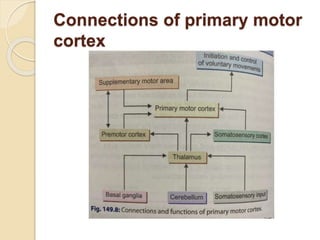 Introduction to somatic motor system and motor areas.pptx