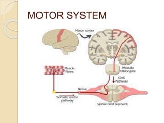 Introduction to somatic motor system and motor areas.pptx | Brain and ...