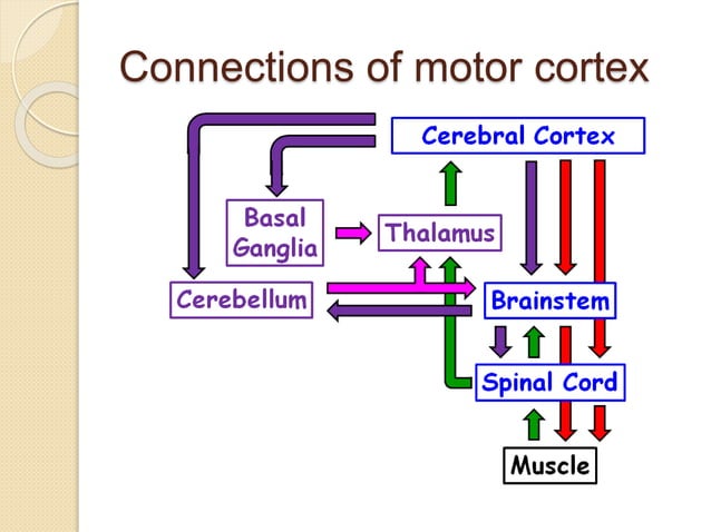Introduction to somatic motor system and motor areas.pptx | Brain and ...