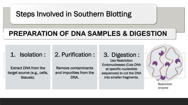 Introduction to Southern Blotting Technique.pdf