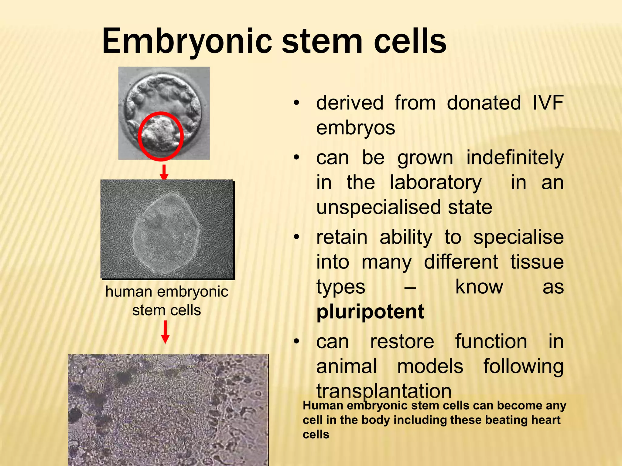 Introduction to stem cell | PPTX