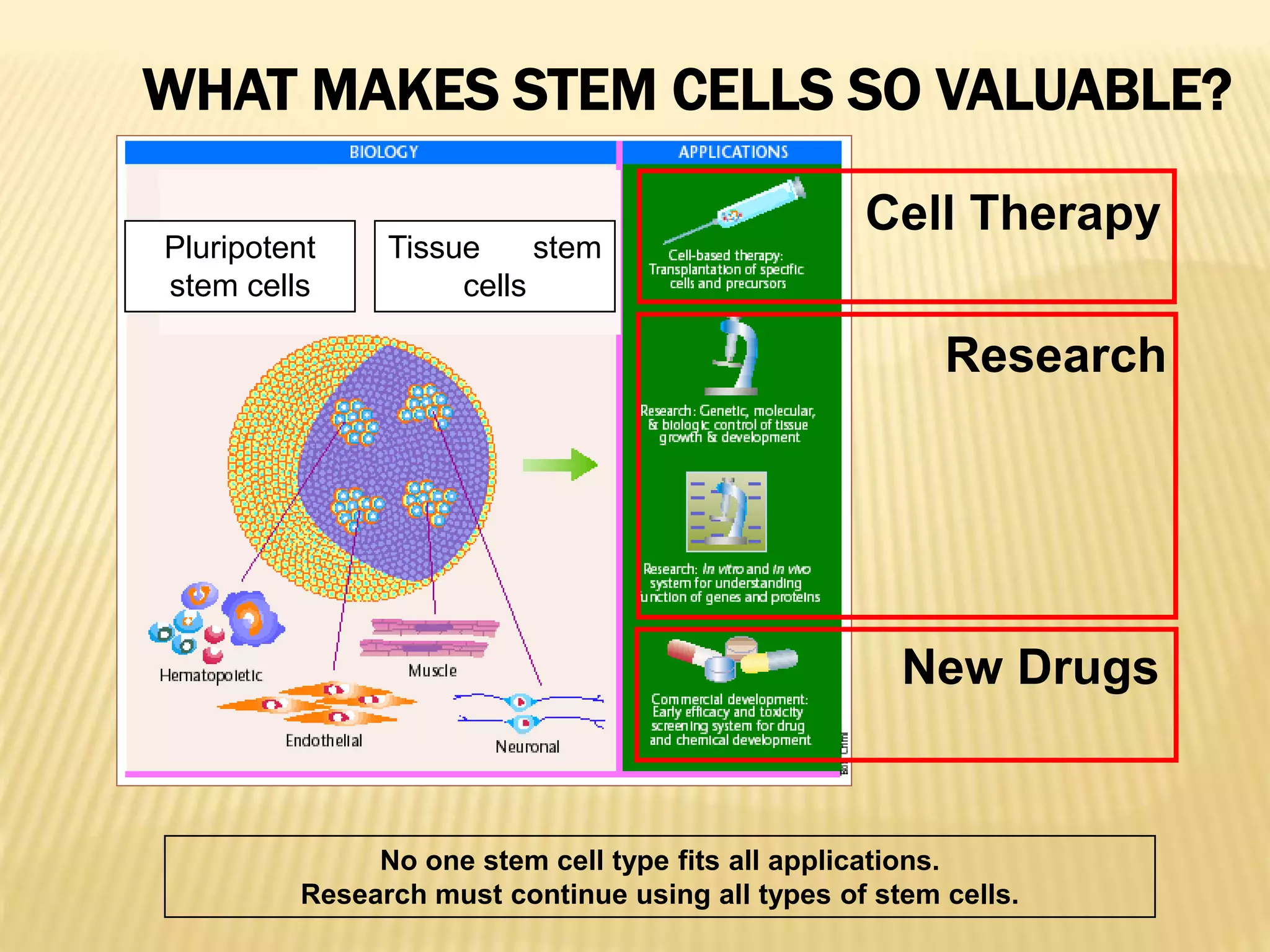 Introduction to stem cell | PPTX