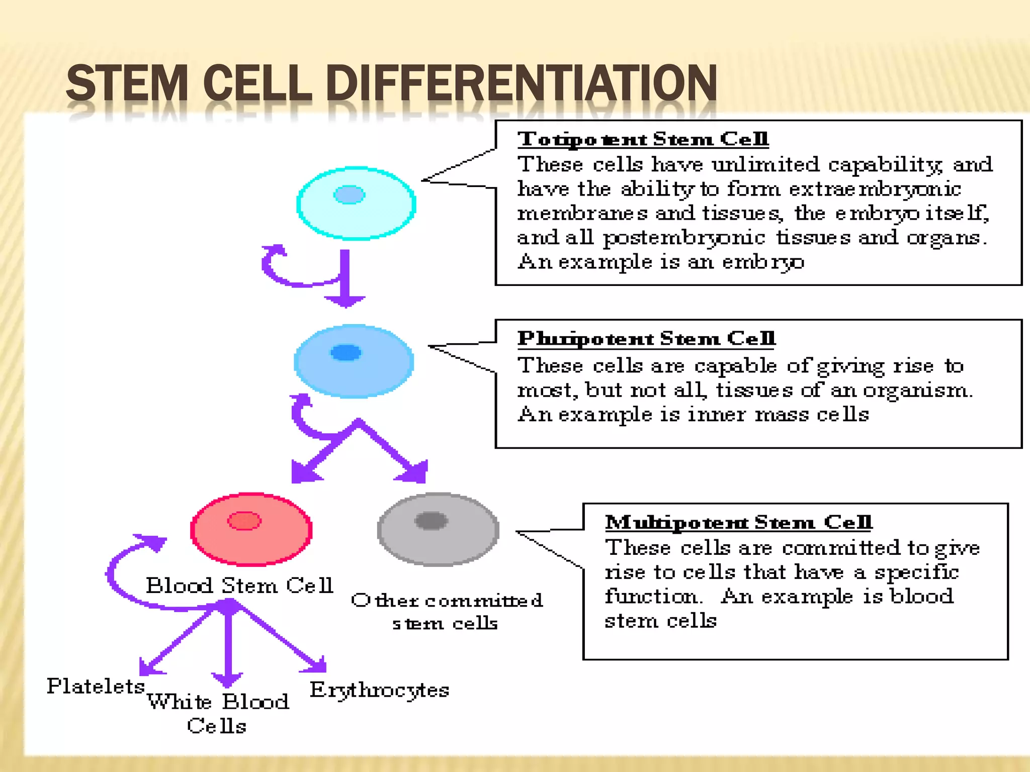 Introduction to stem cell | PPTX