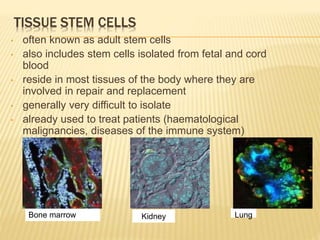 Introduction to stem cell | PPTX