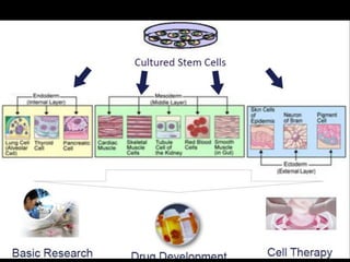 Introduction to stem cell notes | PPTX | Biological Sciences | Science