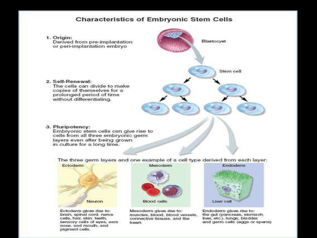 Introduction to stem cell notes