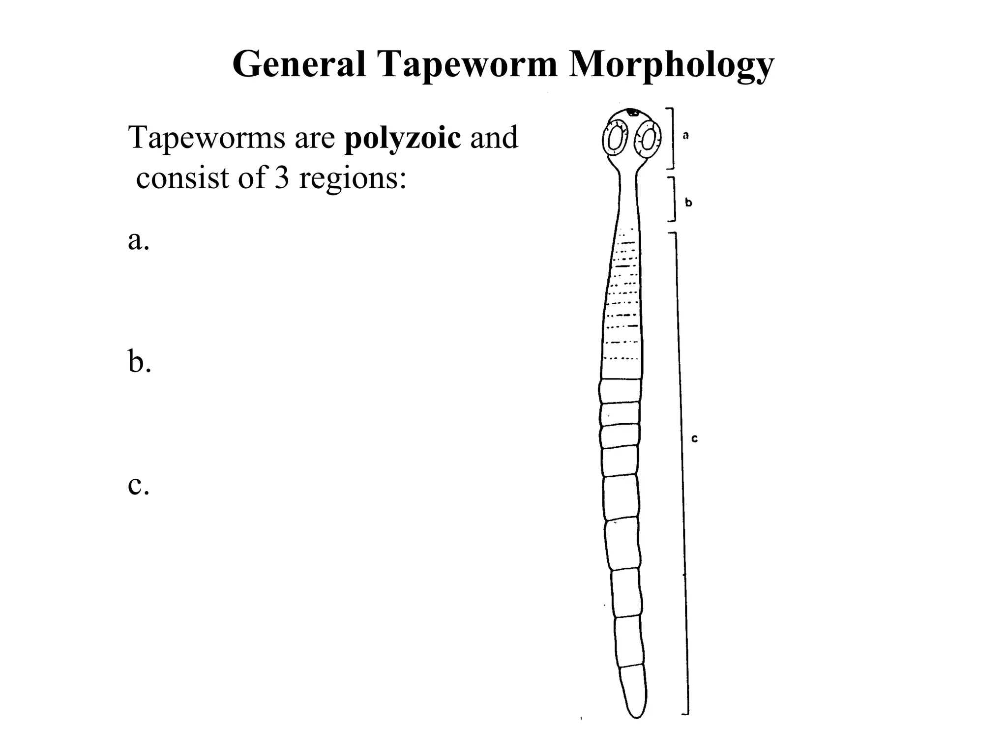Introduction To Tapeworms | PPT
