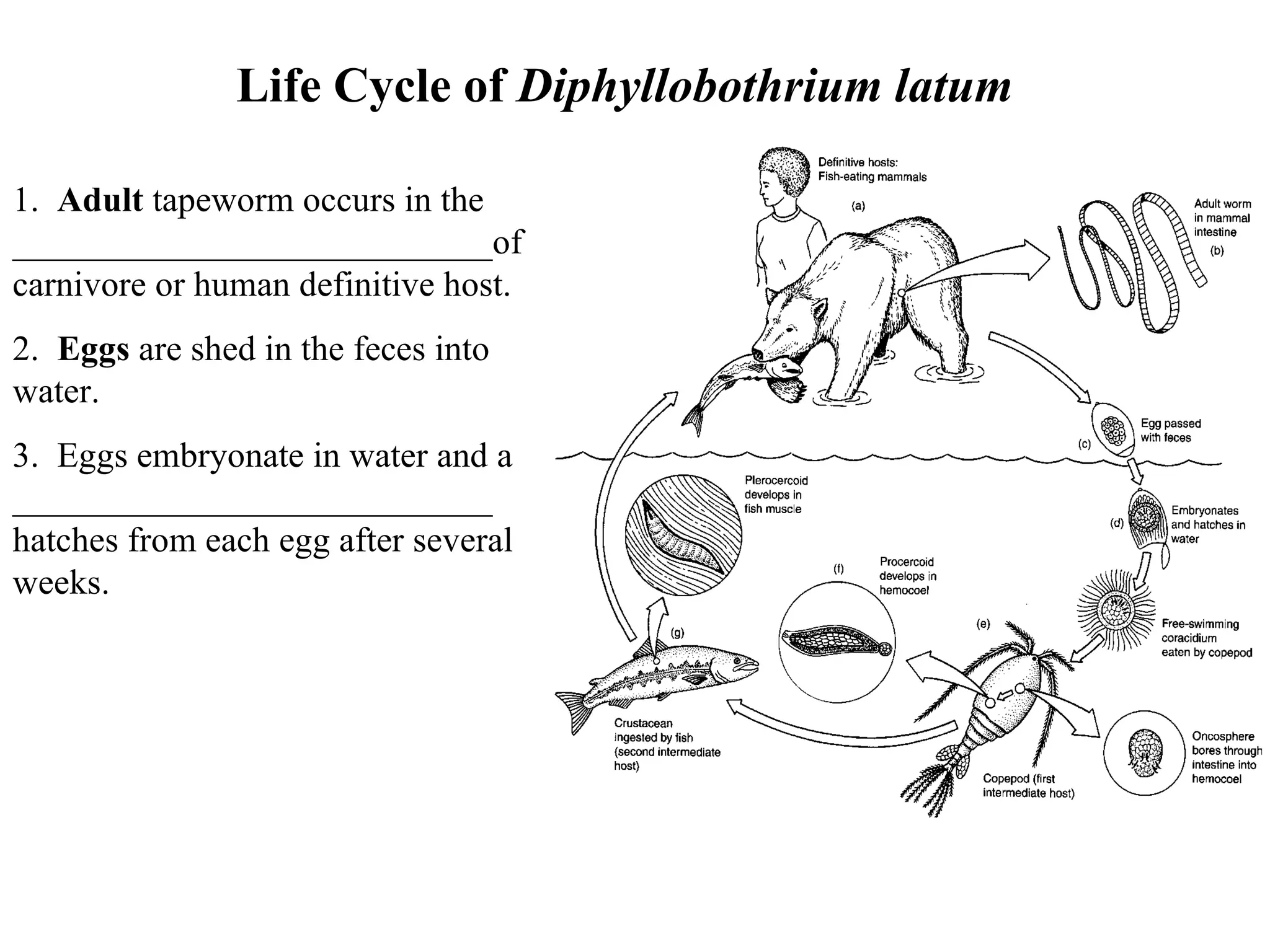 Introduction To Tapeworms | PPT