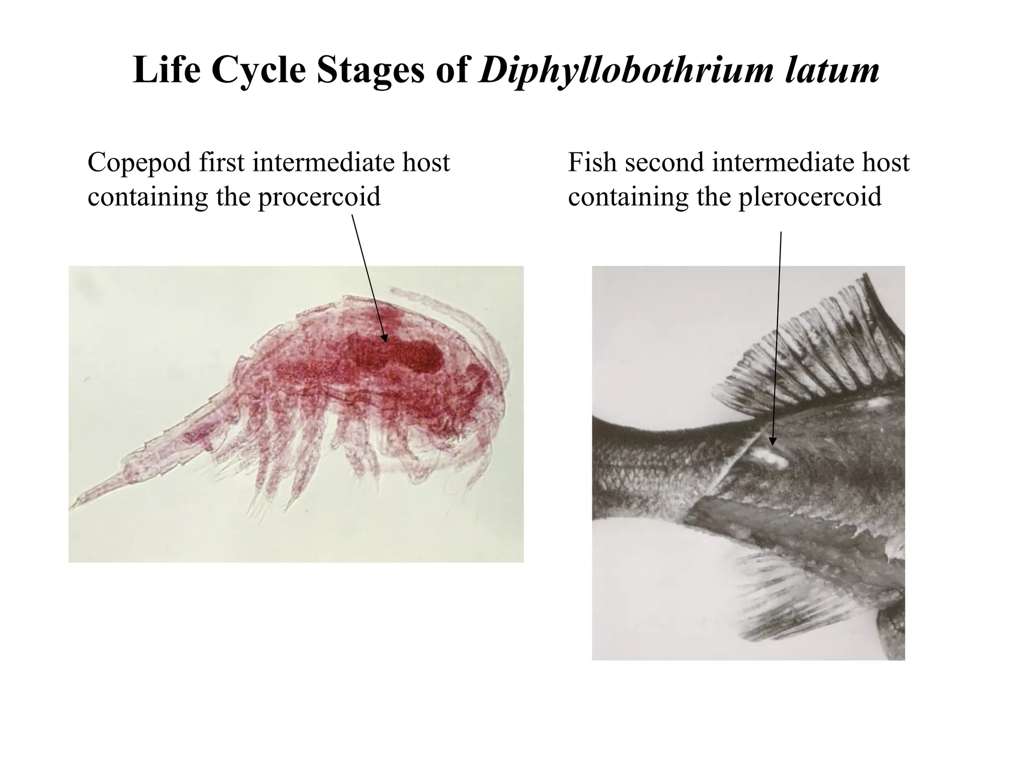 Introduction To Tapeworms | PPT