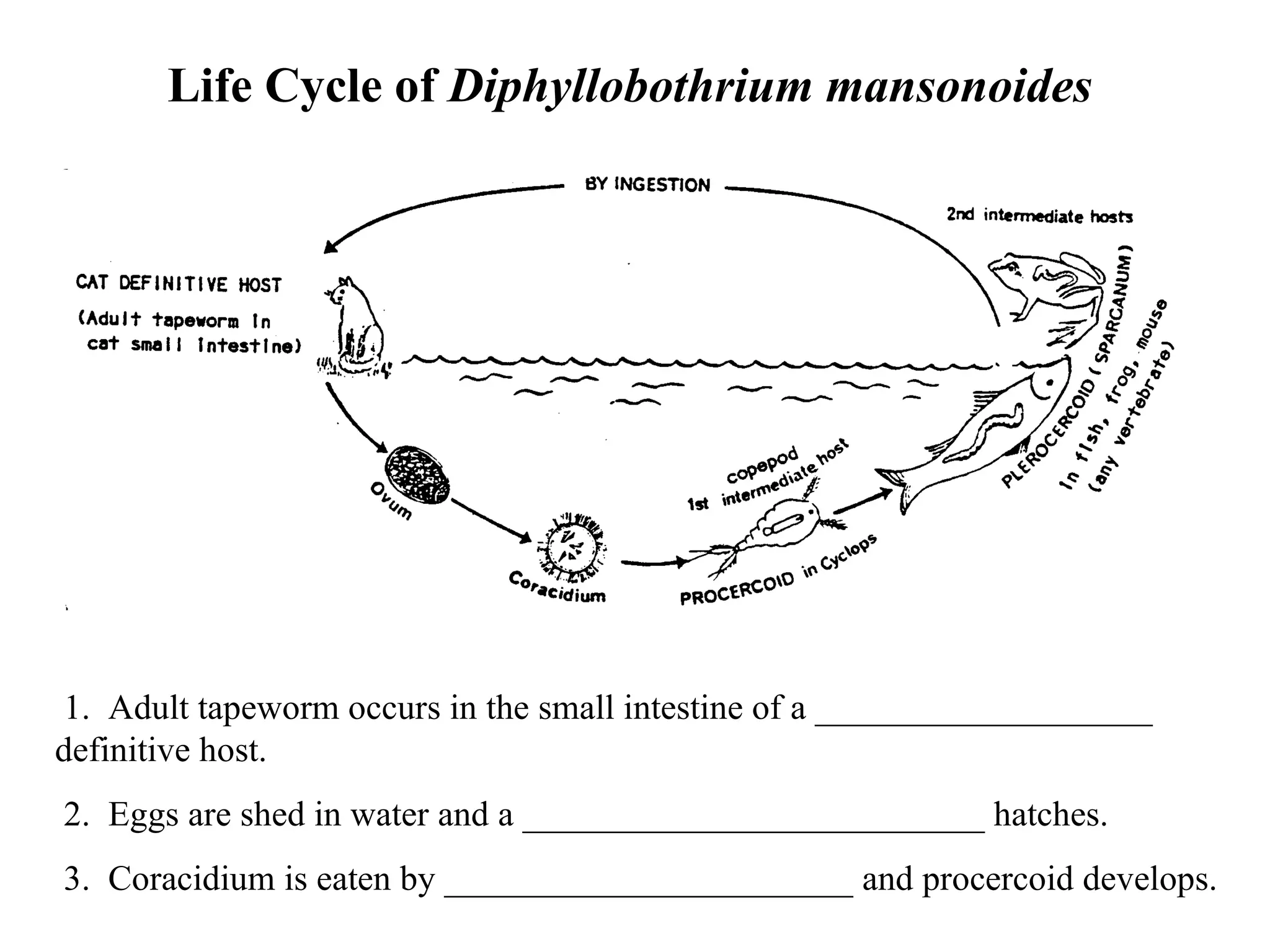 Introduction To Tapeworms | PPT