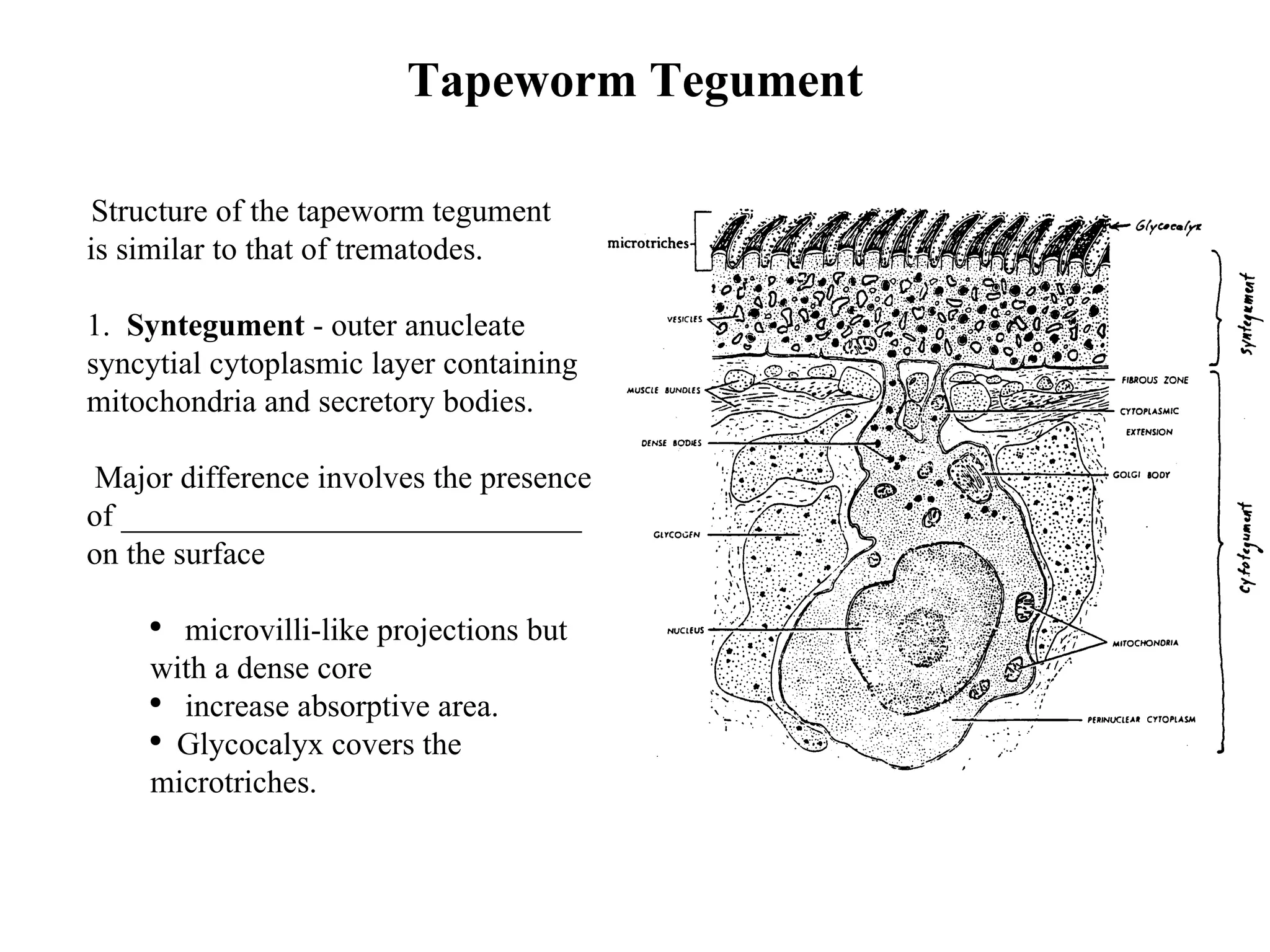 Introduction To Tapeworms | PPT