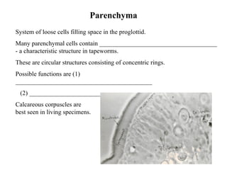 Introduction To Tapeworms | PPT