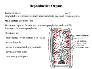 Introduction To Tapeworms | PPT